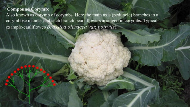 Inflorescence Types,cymose and racemose types,examples with Diagrams ...