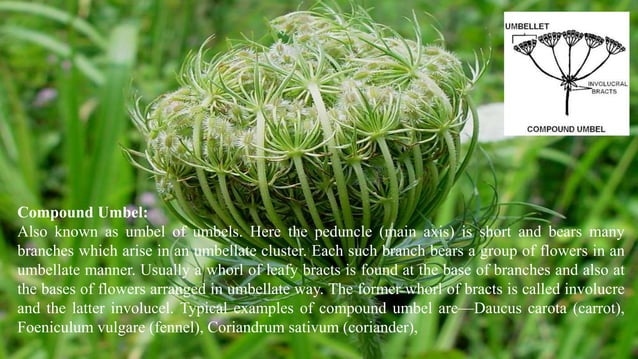 Inflorescence Types,cymose and racemose types,examples with Diagrams ...