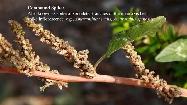 Inflorescence Types,cymose and racemose types,examples with Diagrams ...