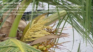 Inflorescence Types,cymose and racemose types,examples with Diagrams | PPTX