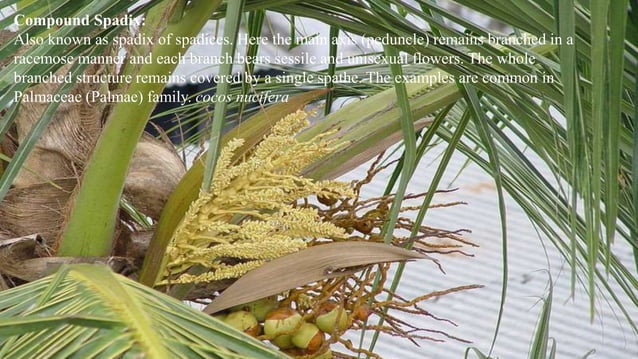 Inflorescence Types,cymose and racemose types,examples with Diagrams ...