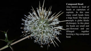 Inflorescence Types,cymose and racemose types,examples with Diagrams | PPTX