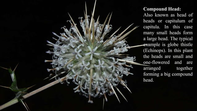 Inflorescence Types,cymose and racemose types,examples with Diagrams ...