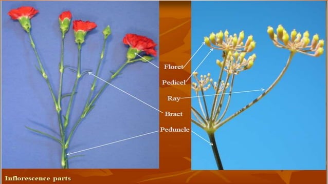 Inflorescence Types,cymose and racemose types,examples with Diagrams ...