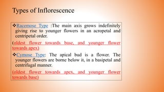 Inflorescence Types,cymose and racemose types,examples with Diagrams | PPTX