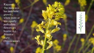 Inflorescence Types,cymose and racemose types,examples with Diagrams | PPTX