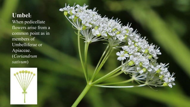 Inflorescence Types,cymose and racemose types,examples with Diagrams ...