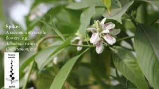 Inflorescence Types,cymose and racemose types,examples with Diagrams | PPTX