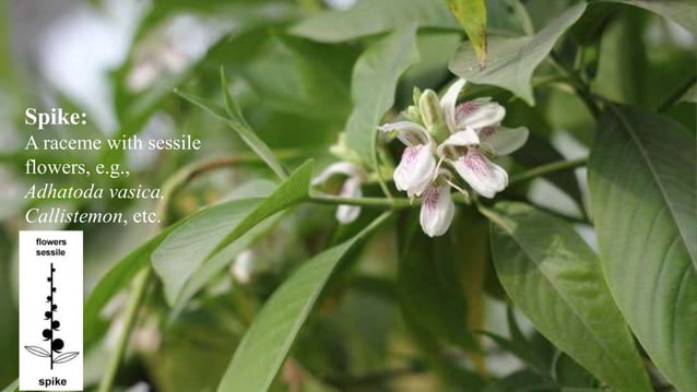 Inflorescence Types,cymose and racemose types,examples with Diagrams ...