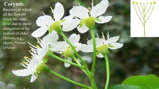 Cyme Inflorescence Example