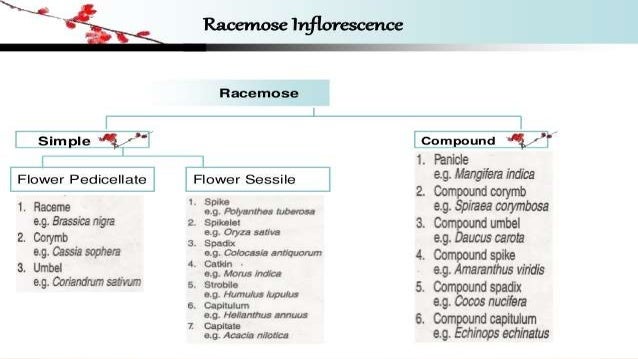 Inflorescence Types Cymose And Racemose Types Examples With Diagrams