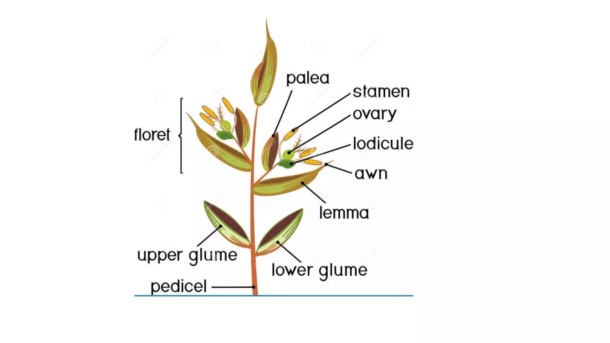 Inflorescence And Types Ppt