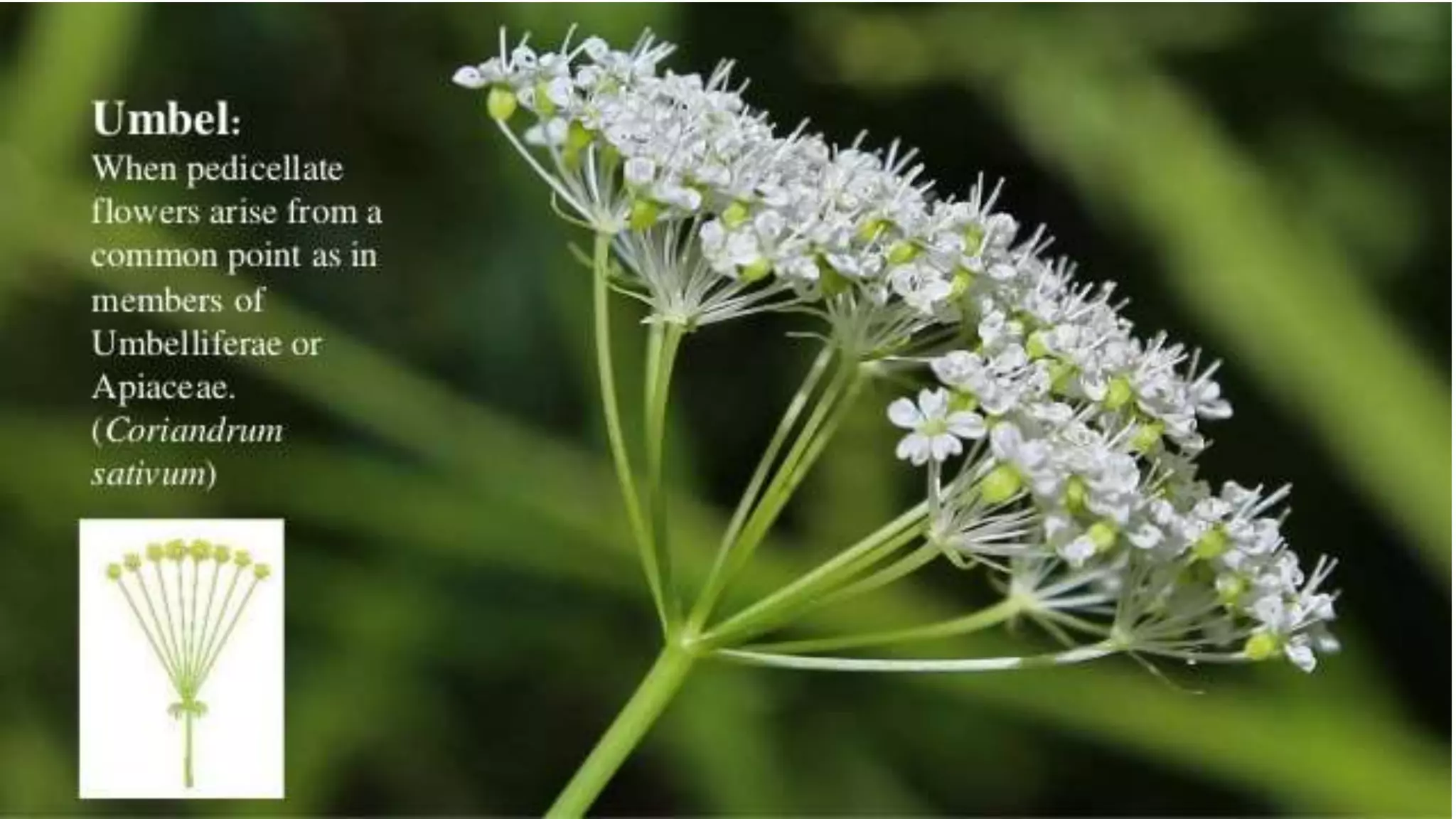 Inflorescence And Types Ppt