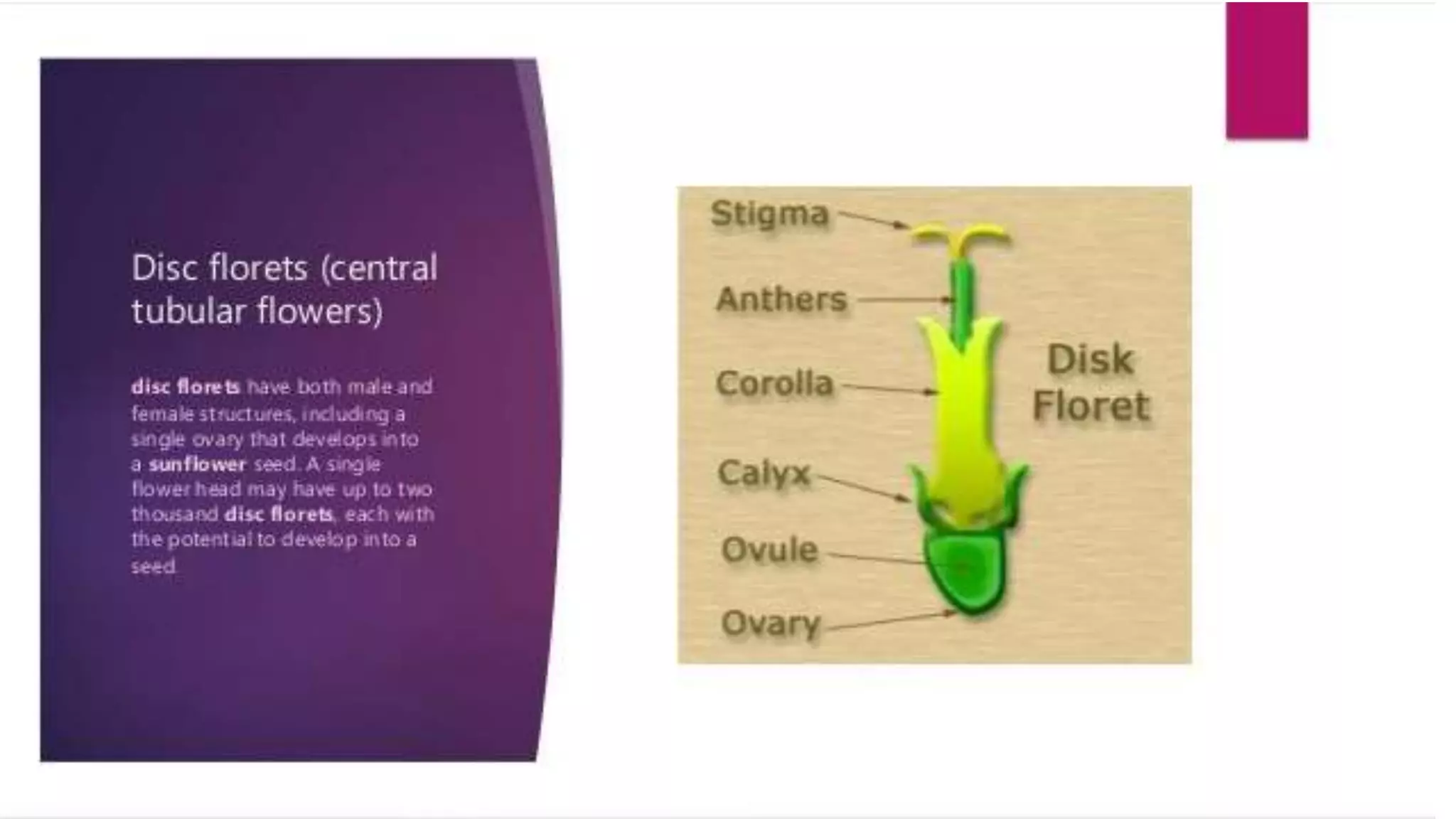 Inflorescence And Types Ppt