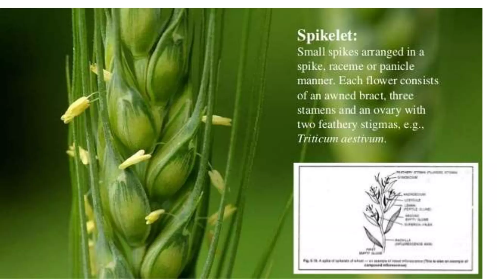 Inflorescence and types | PPTX