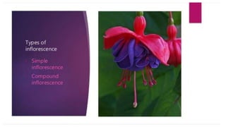 Inflorescence and types | PPTX | Biological Sciences | Science