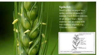 Inflorescence and types | PPTX | Biological Sciences | Science