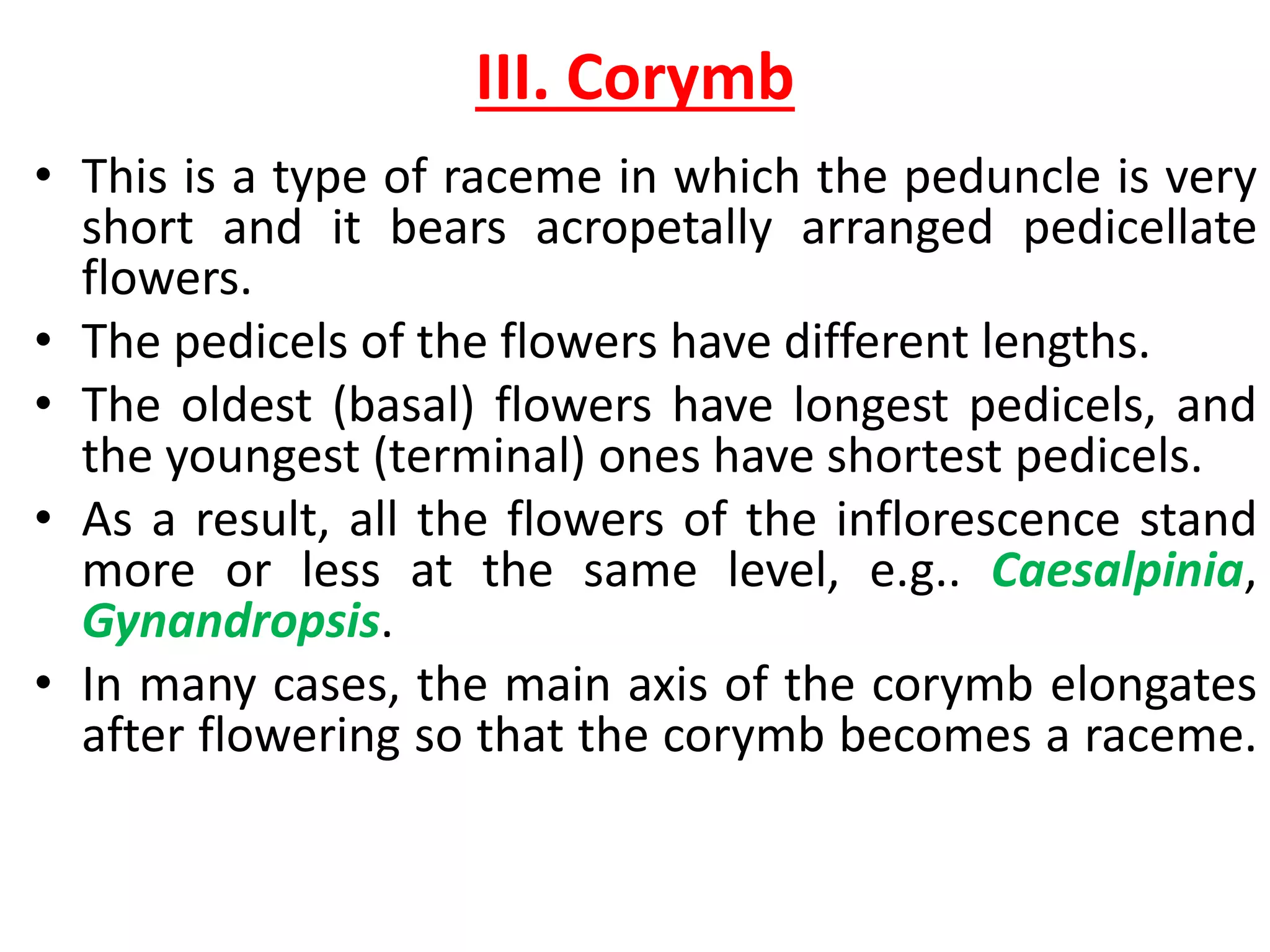 Inflorescence | PPTX