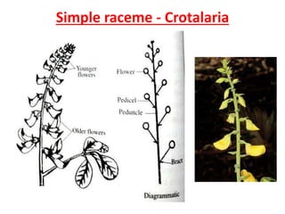 Raceme Inflorescence