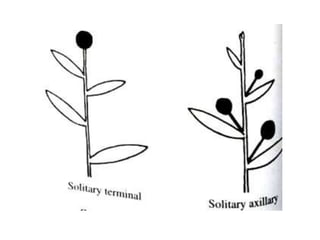 Solitary Flower Inflorescence