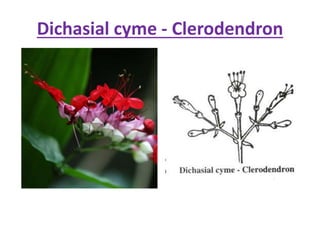 Cyme Inflorescence