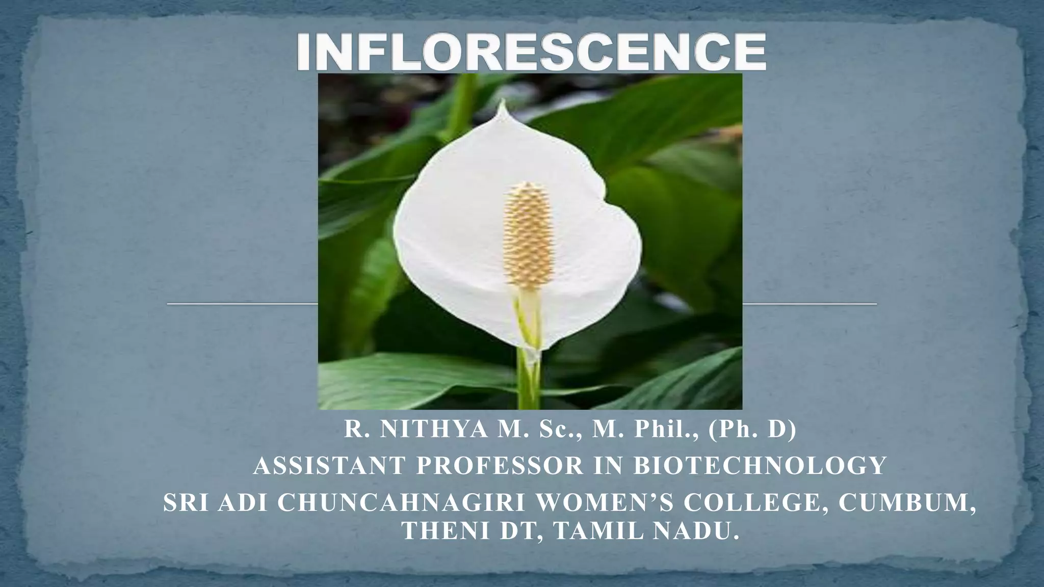 Inflorescence | PPTX