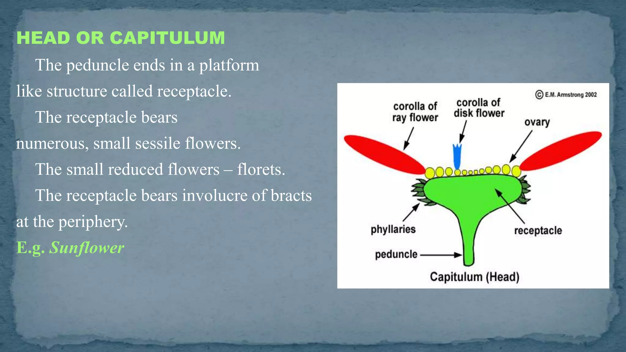 Inflorescence | PPTX