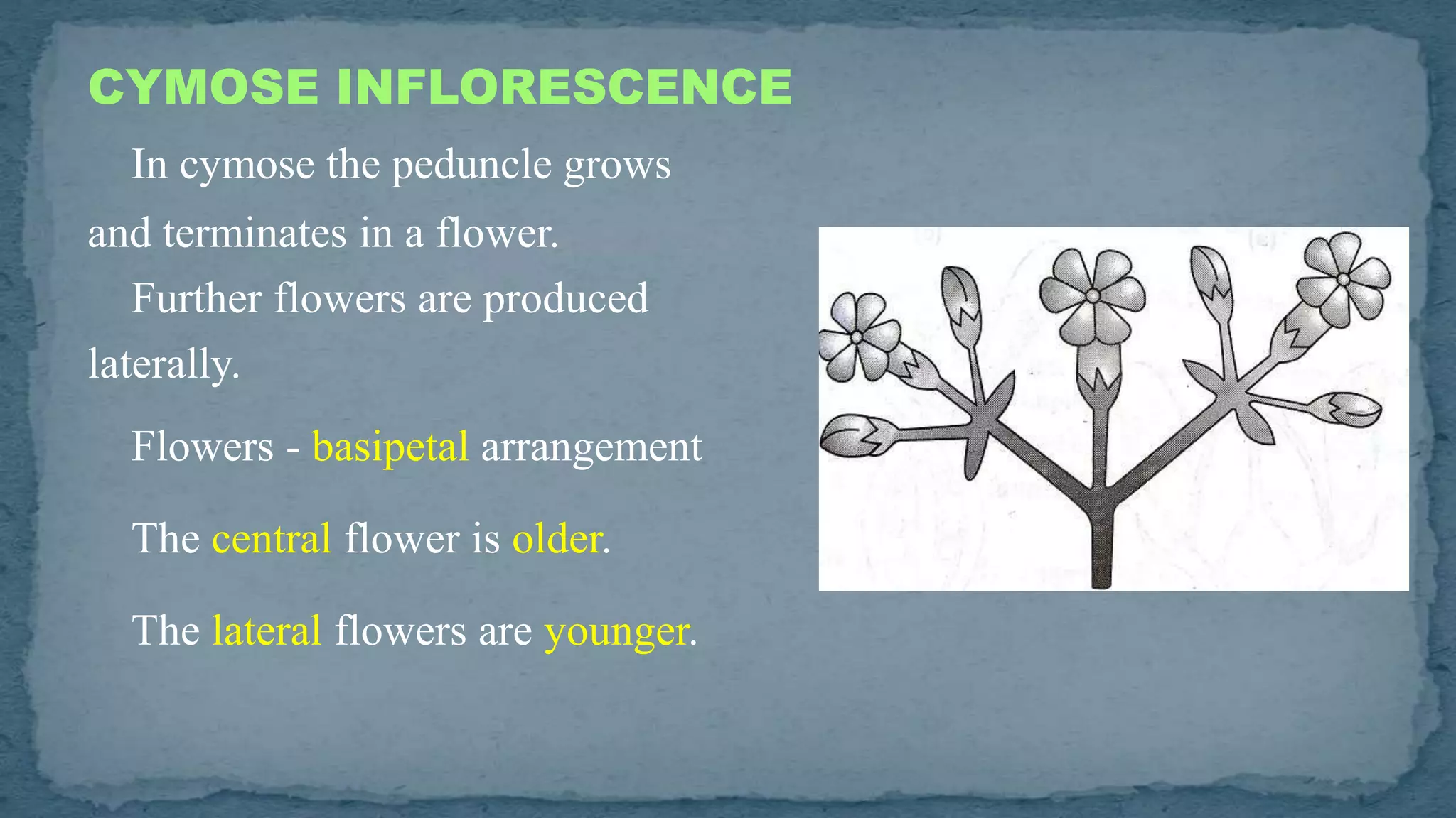 Inflorescence | PPTX