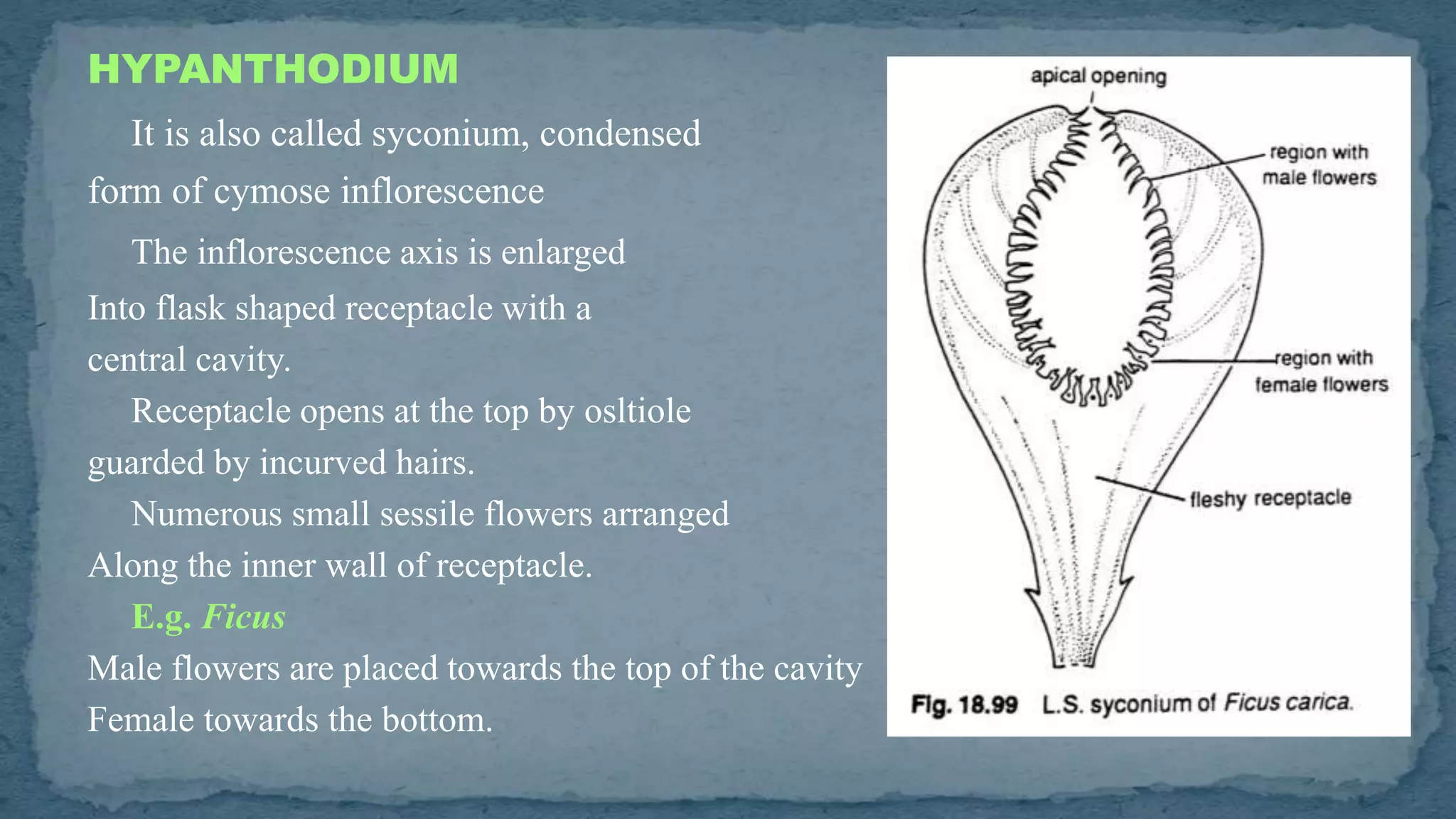 Inflorescence | PPTX | Gardening | Home & Garden