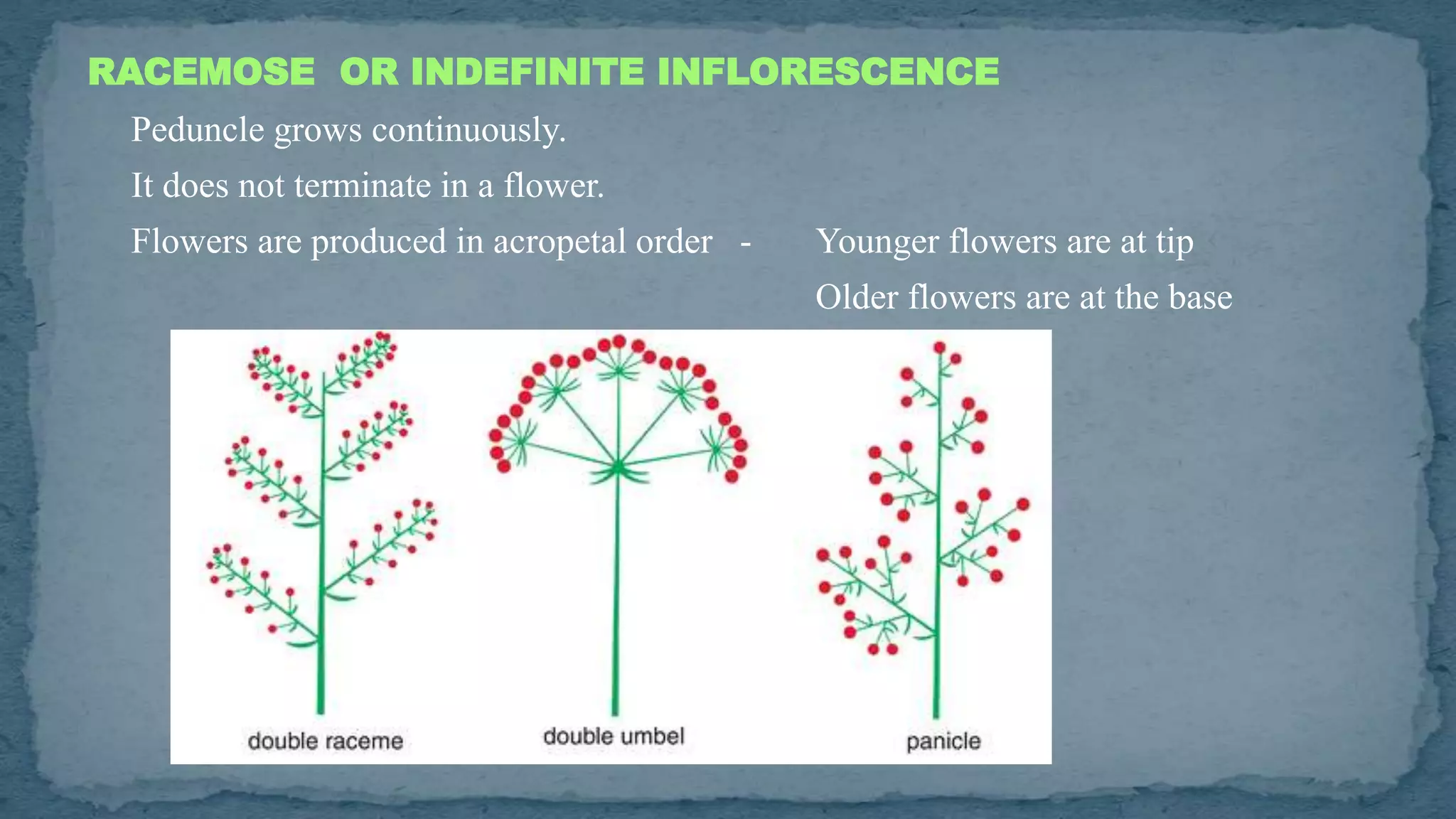 Inflorescence | PPTX
