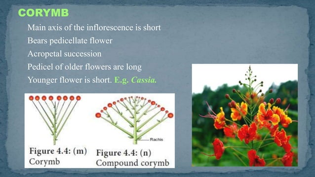 Inflorescence | PPTX | Gardening | Home & Garden