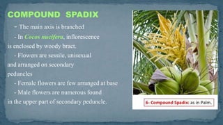 Inflorescence | PPT