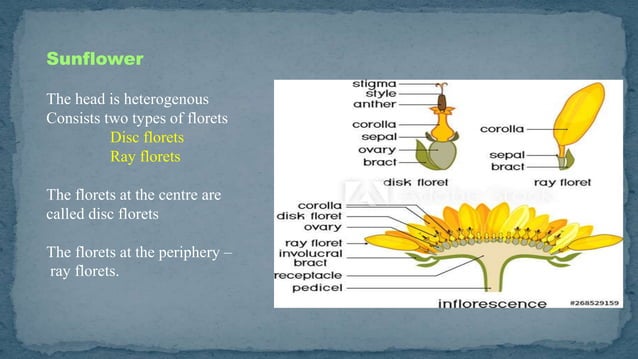 Inflorescence | PPTX | Gardening | Home & Garden