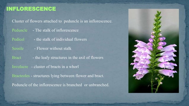 Inflorescence | PPTX | Gardening | Home & Garden