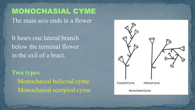 Inflorescence | PPTX | Gardening | Home & Garden