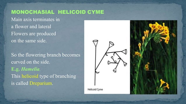 Inflorescence | PPTX | Gardening | Home & Garden