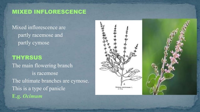 Inflorescence | PPTX | Gardening | Home & Garden