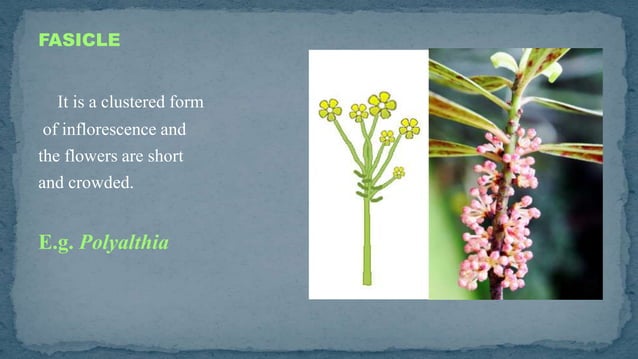 Inflorescence | PPTX | Gardening | Home & Garden