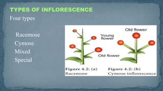 Inflorescence | PPTX