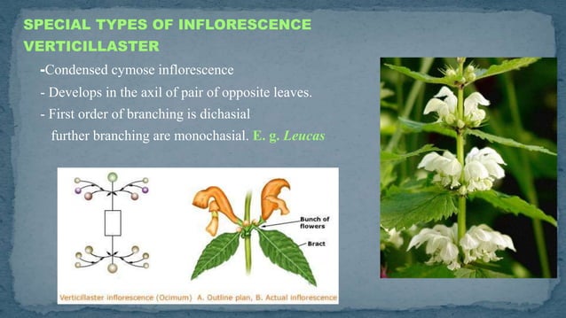 Inflorescence | PPTX | Gardening | Home & Garden