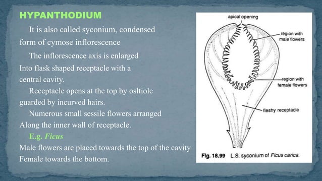 Inflorescence | PPTX | Gardening | Home & Garden