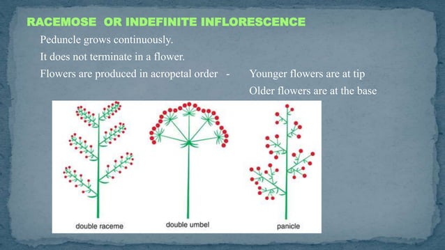 Inflorescence | PPTX | Gardening | Home & Garden