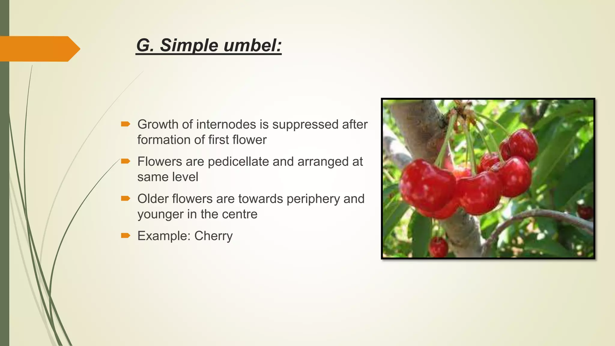 Inflorescence (Botany) | PPTX