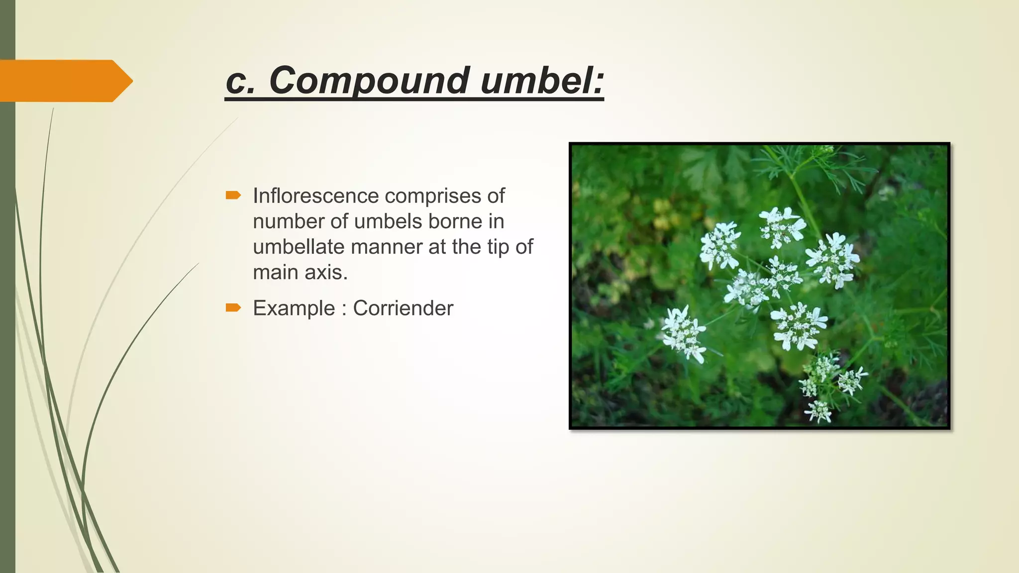 Inflorescence (Botany) | PPTX