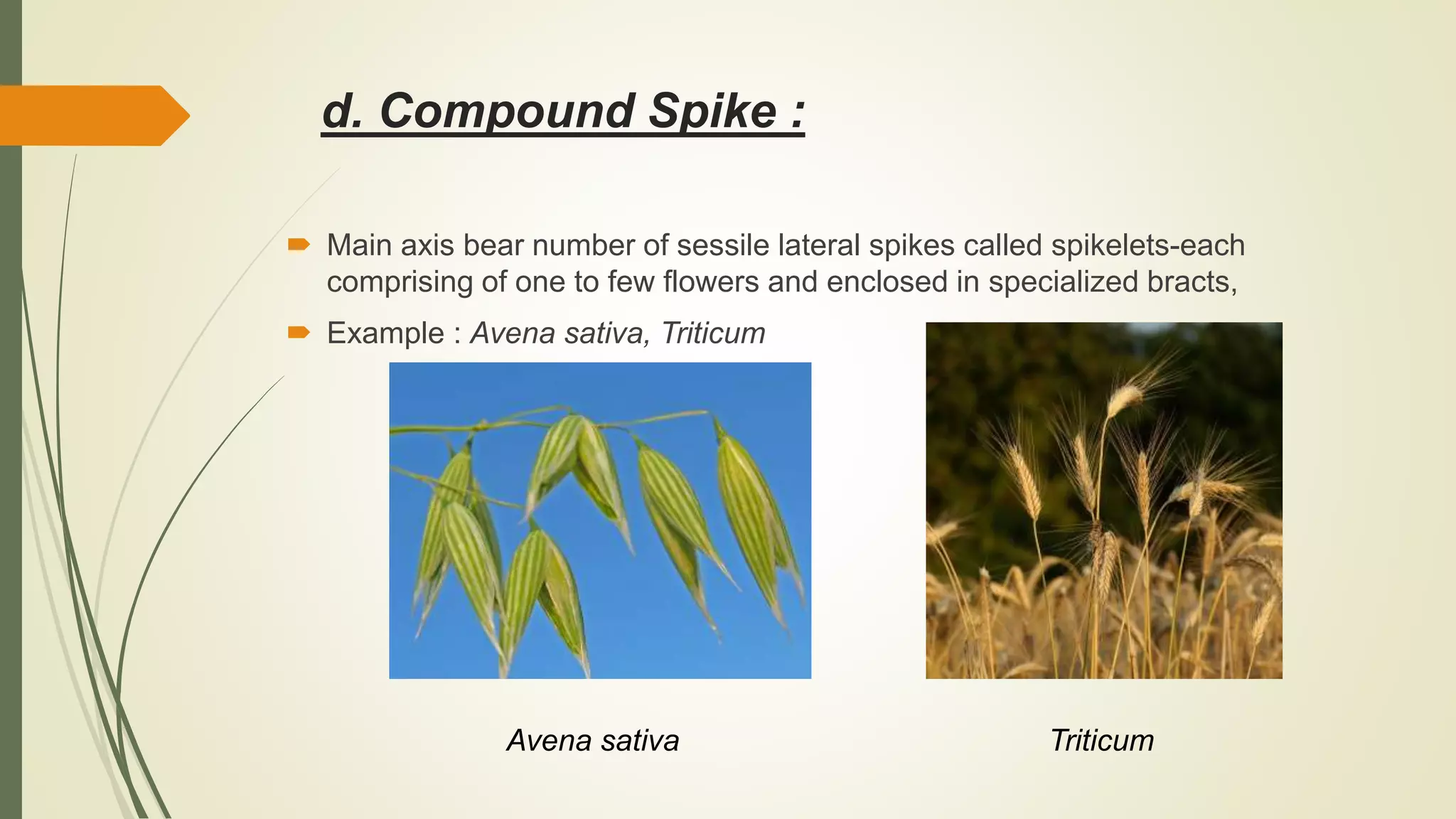 Inflorescence (Botany) | PPTX