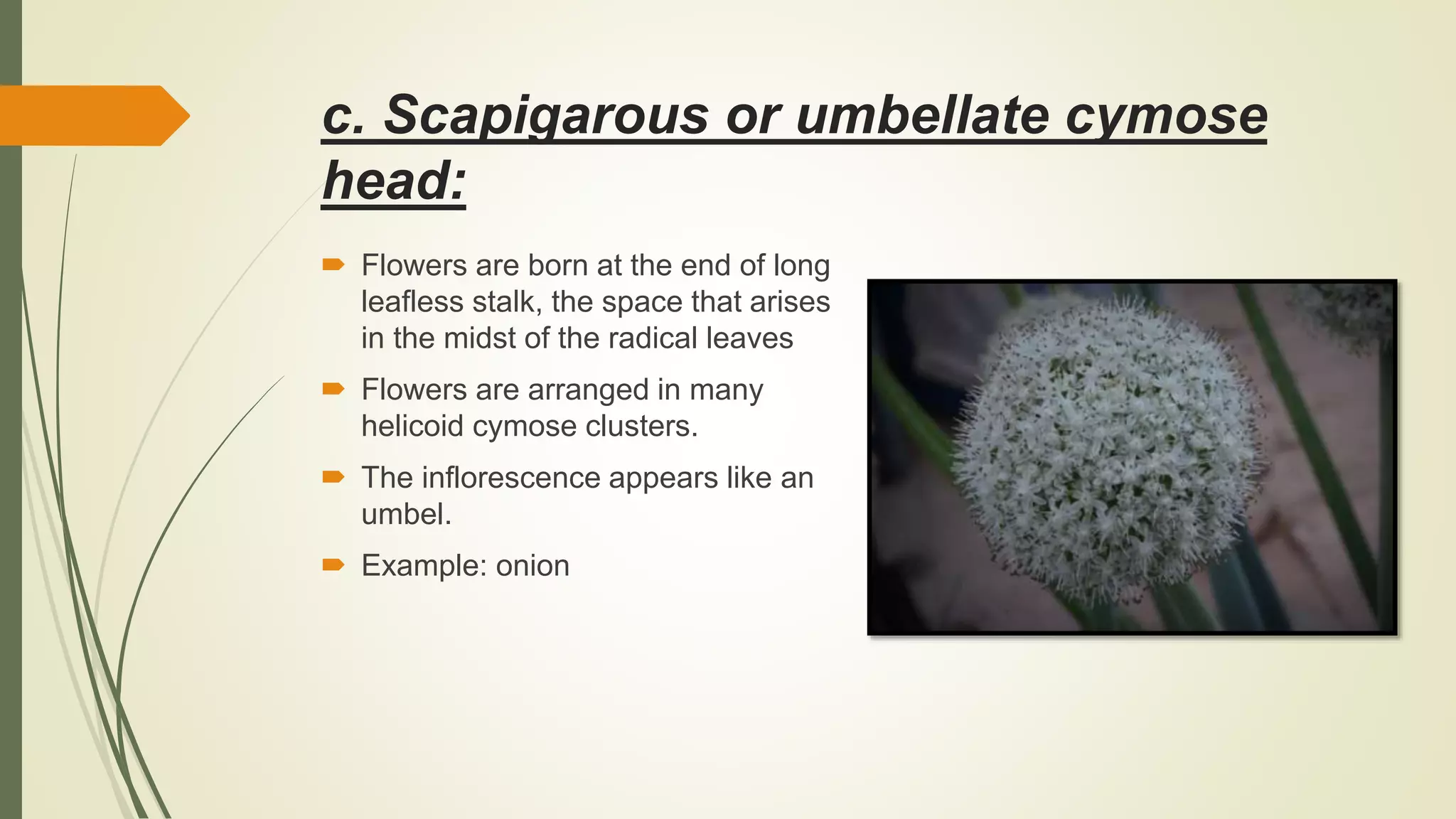 Inflorescence (Botany) | PPTX