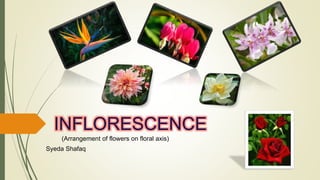 Inflorescence (Botany) | PPT