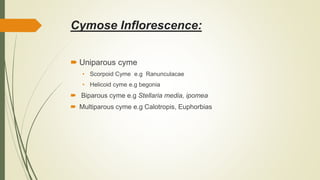 Inflorescence (Botany) | PPT