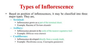 Inflorescence | PPTX