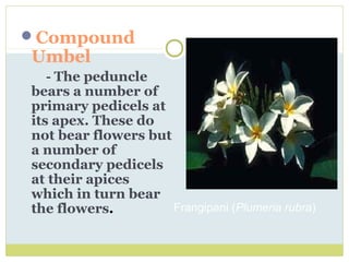 Inflorescence by pooja | PPT